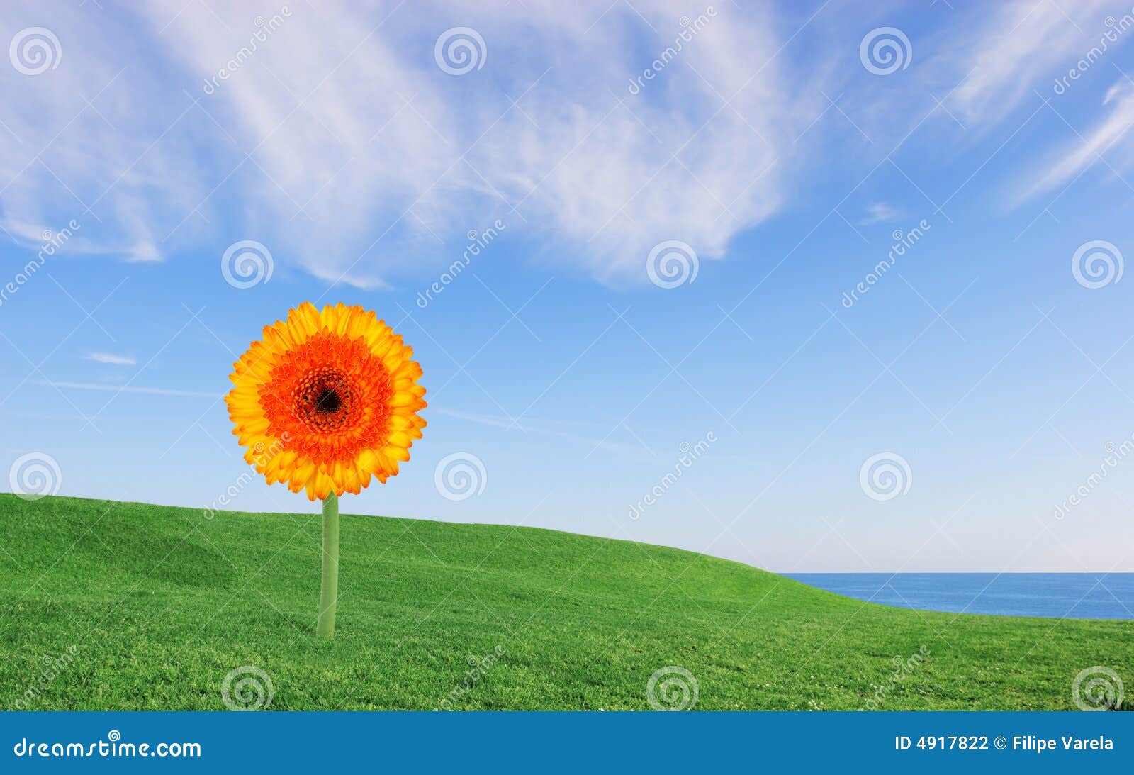 Single Flower in a Green Field Stock Photo - Image of blue, farm: 4917822