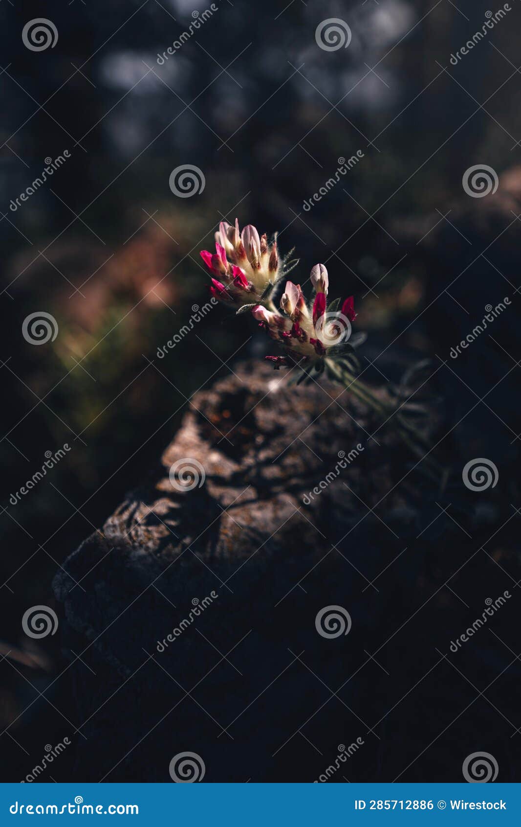 Single Flower Growing Atop a Rocky Surface in a Wild, Natural ...