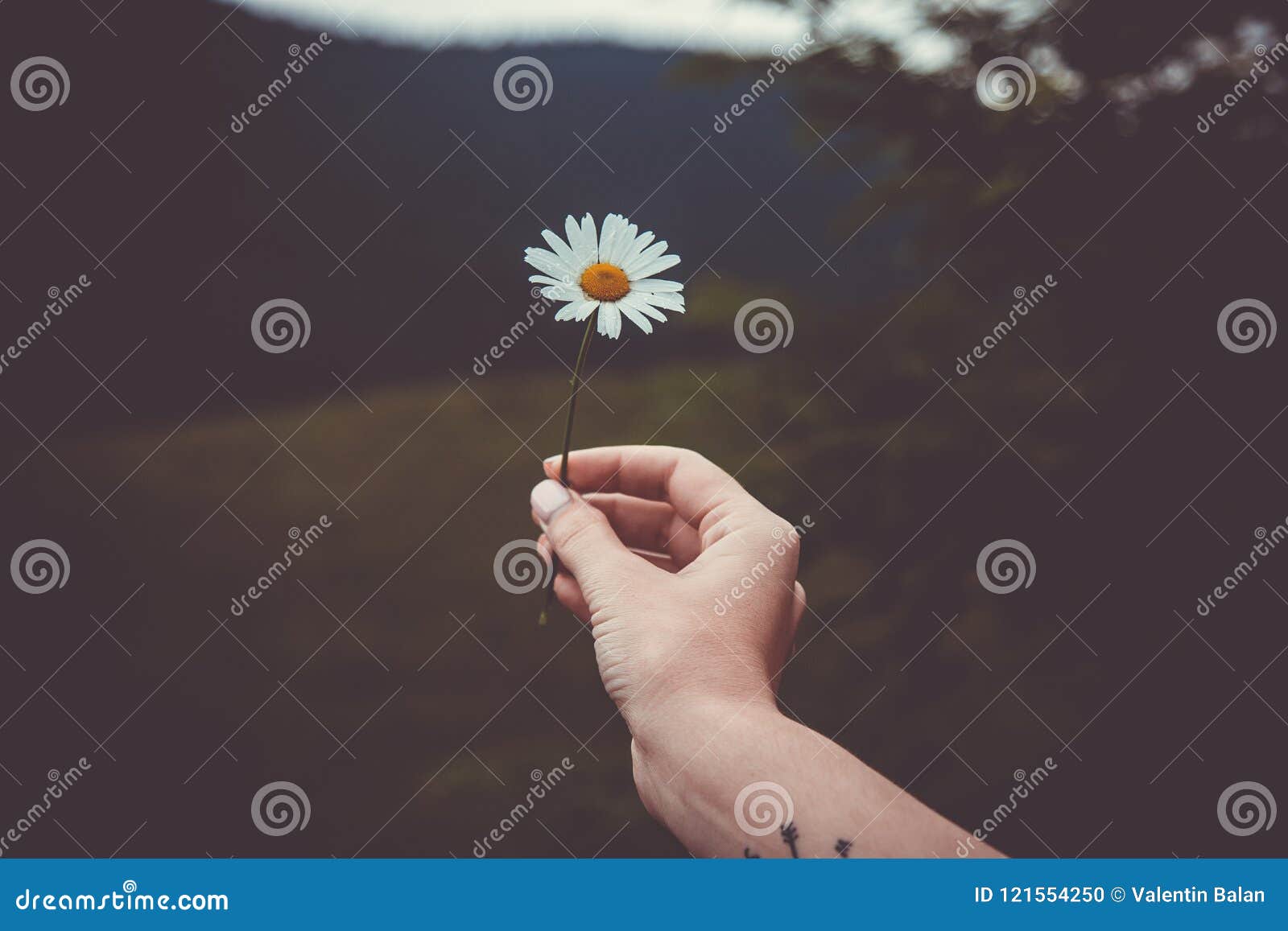 A single flower in a hand stock photo. Image of elegant - 121554250