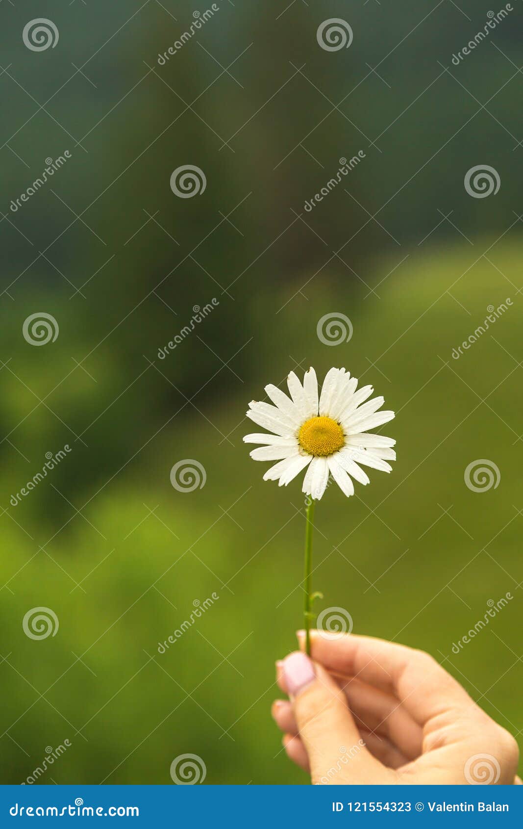 A single flower in a hand stock image. Image of design - 121554323