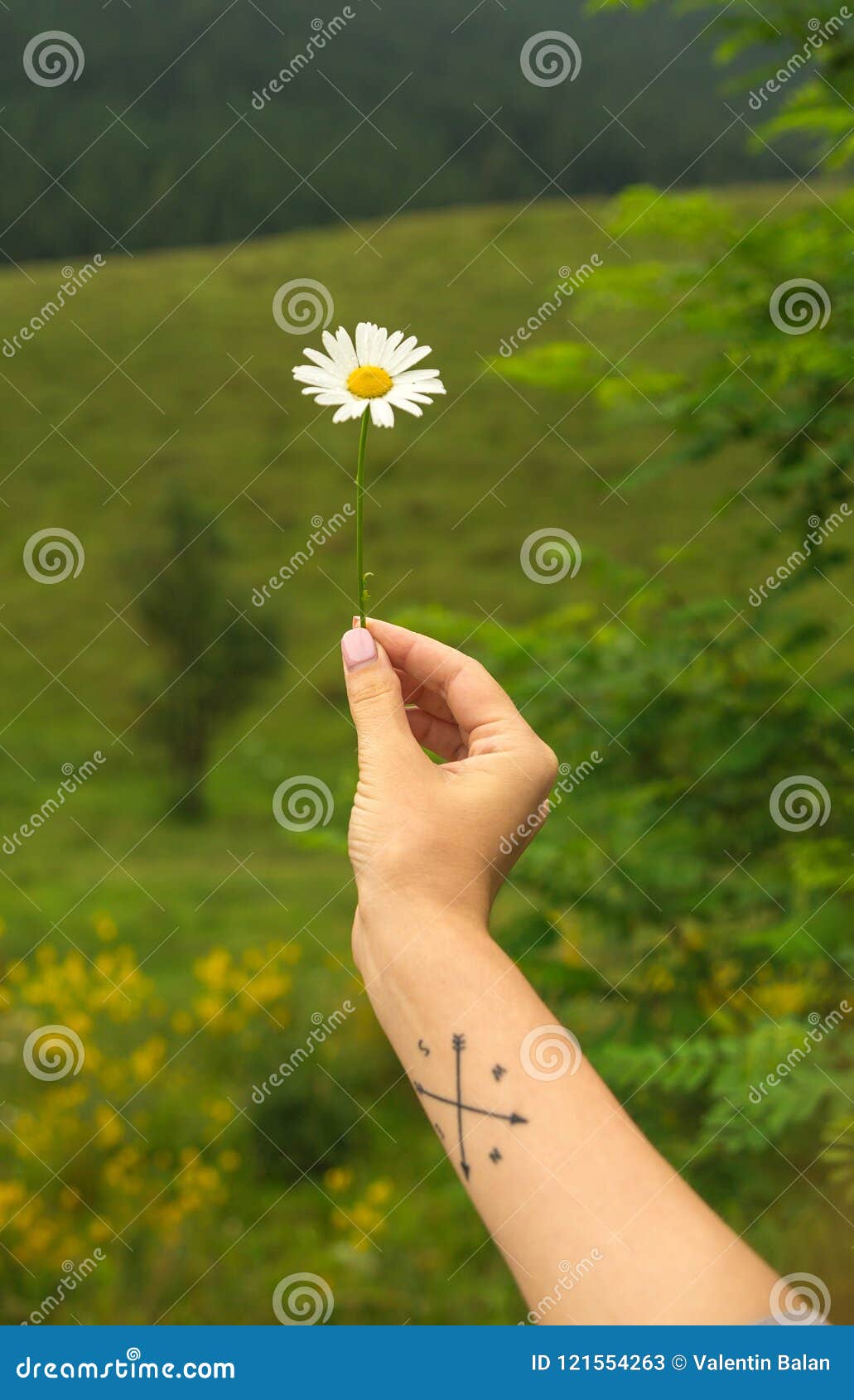 A single flower in a hand stock image. Image of greeting - 121554263