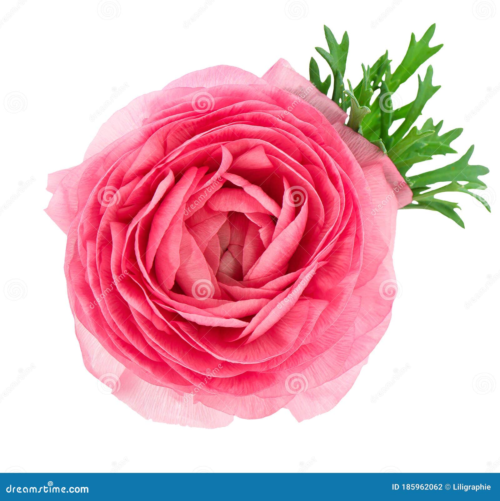 Single Flower Head Ranunculus Isolated White Background Stock Photo ...