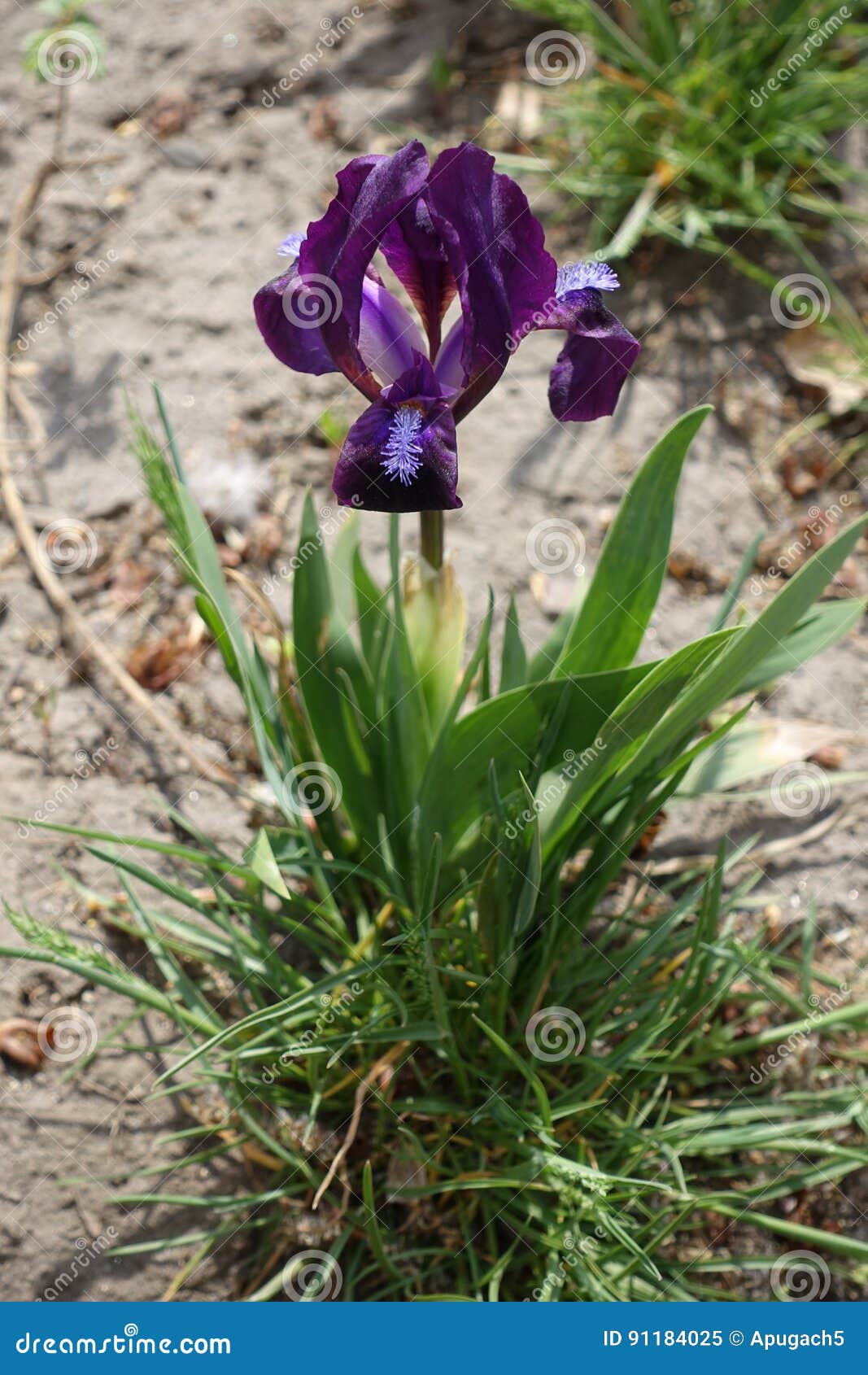 Iris Tectorum, Roof Iris, Wall Iris Stock Photography | CartoonDealer ...