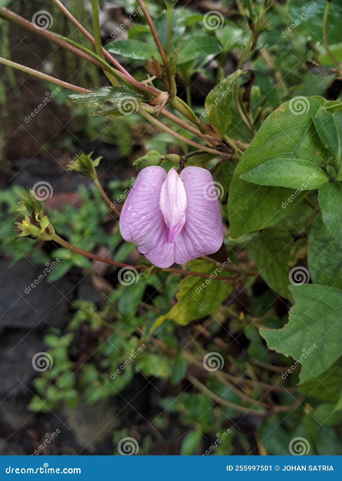 Single Flower and Leaf Bokeh Backgrounds Stock Image - Image of green ...