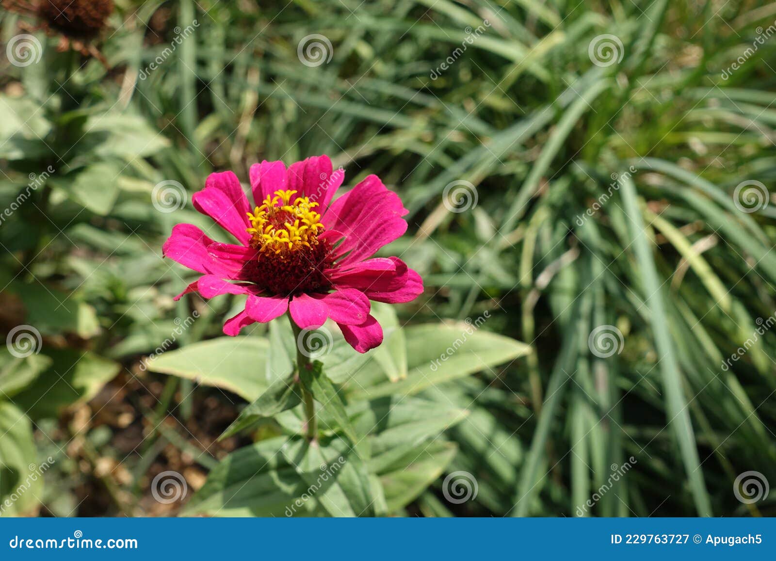 Single Flower of Magenta-colored Zinnia Elegans in September Stock ...