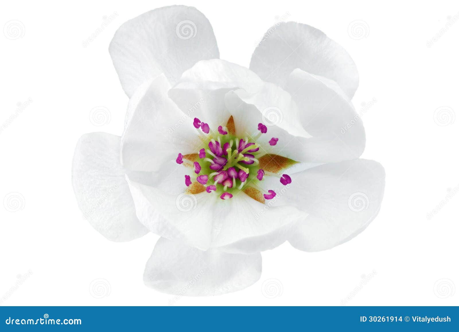 Single Flower White Background