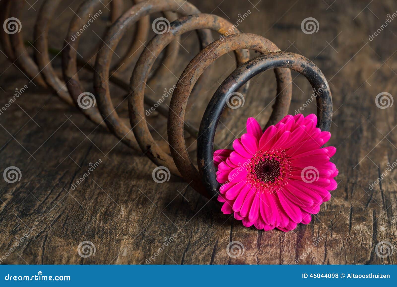 Single Flower in Metal Spring on Grunge Wood Surface Artistic Co Stock ...