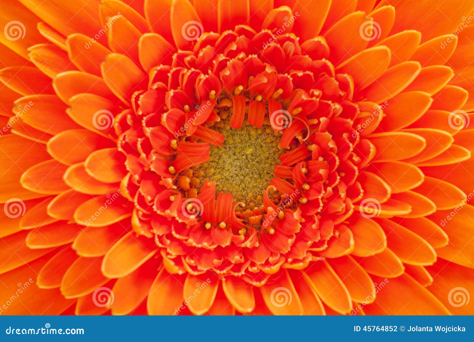 Single Flower of Orange Gerbera Macro Stock Photo - Image of natural ...