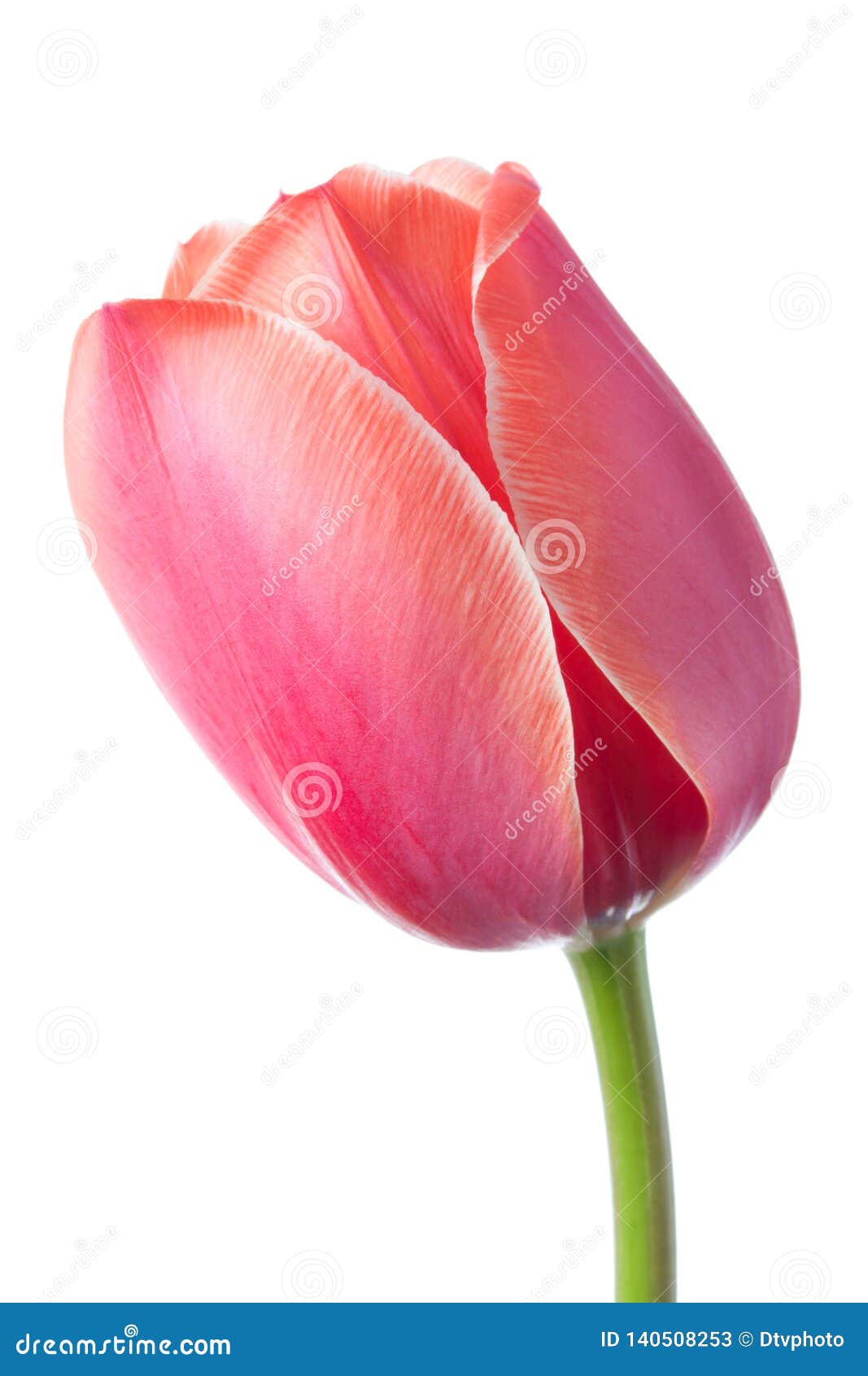 Single Flower of Pastel Pink Color. Isolation on a White Background ...