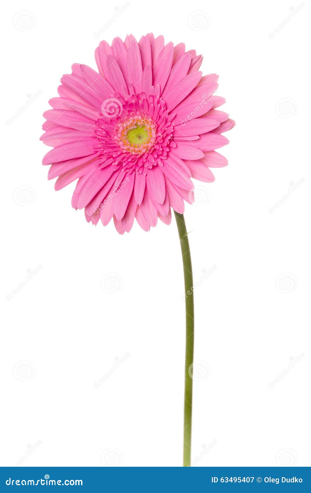 Single Flower stock image. Image of pink, beautiful, head - 63495407