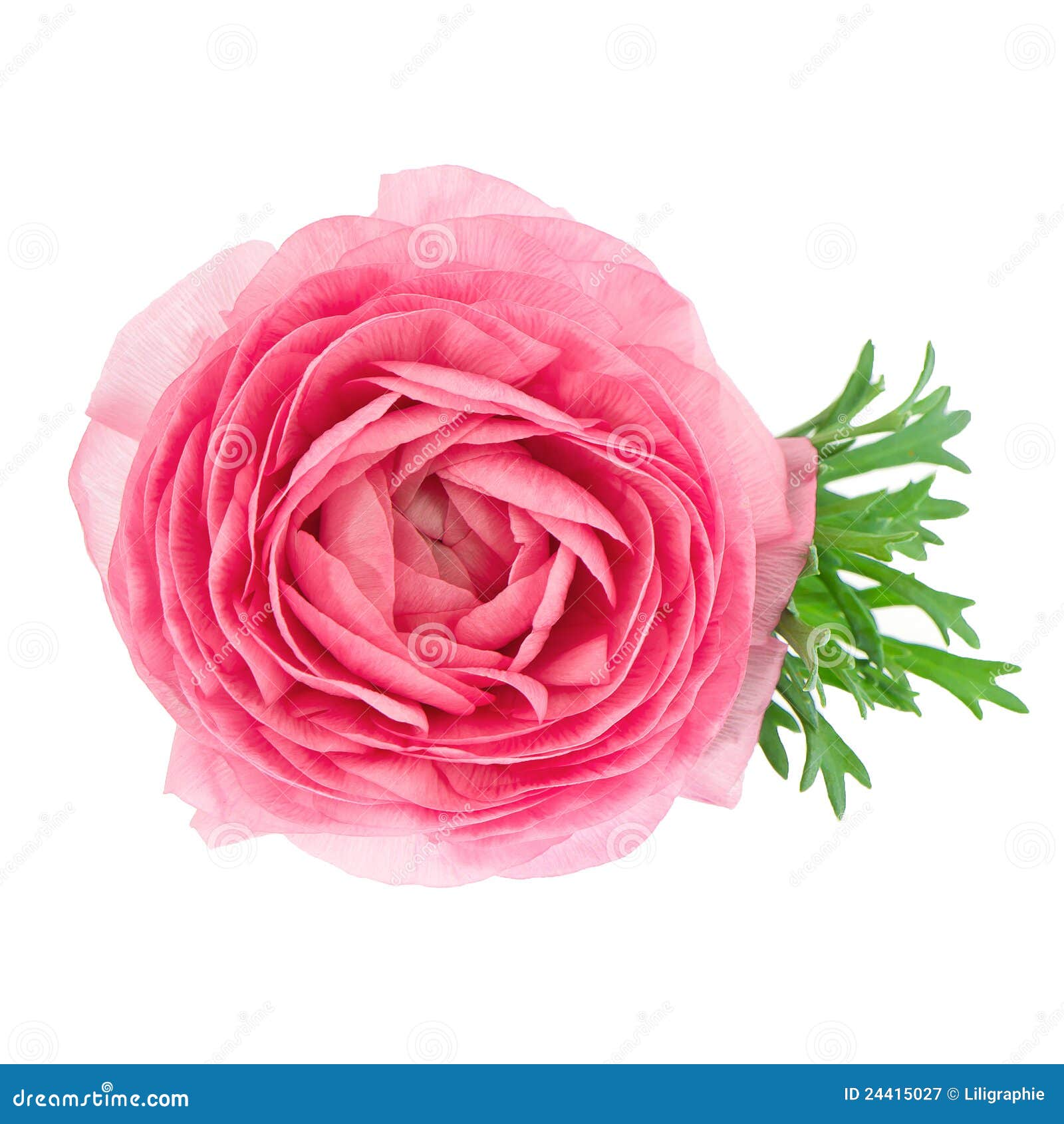 Single Flower Of Glorious Red Poppy Flower Stock Photo | CartoonDealer ...