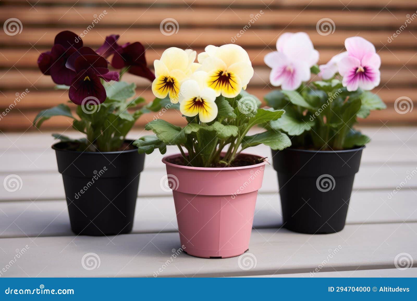 Single Flower Pot Housing Three Different Flowers Stock Illustration ...