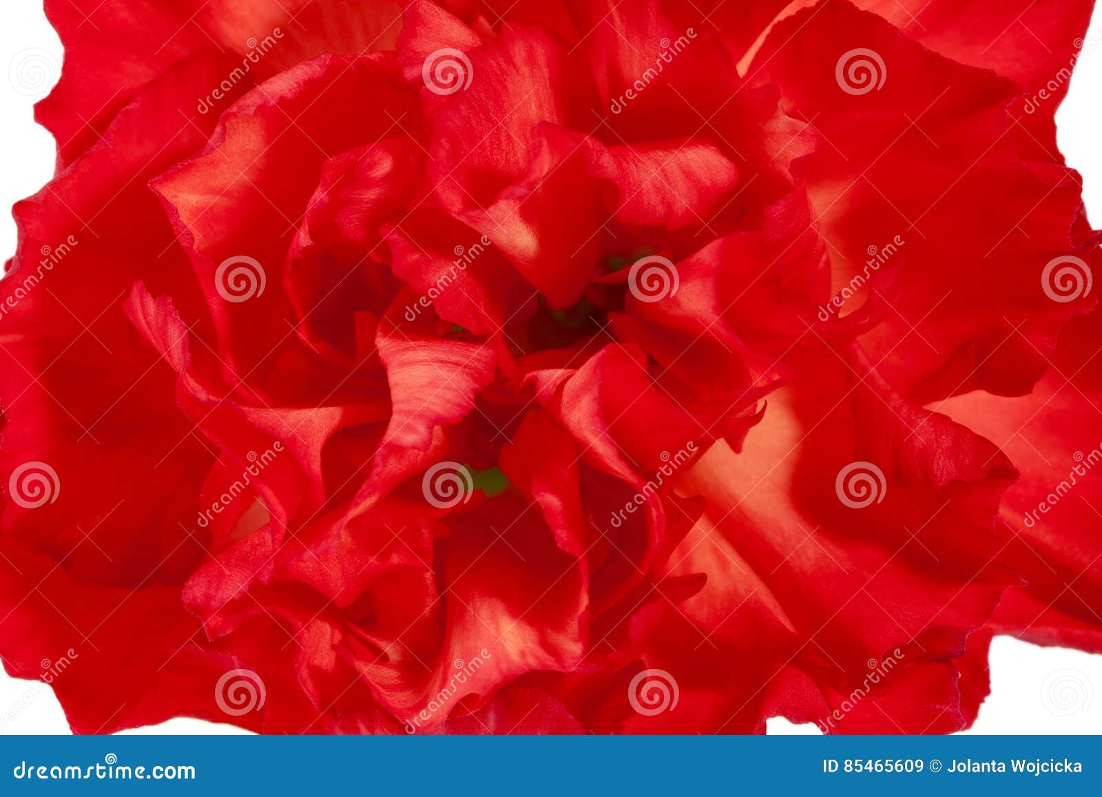 Single Flower of Red Carnation Dianthus Caryophyllus Stock Image ...