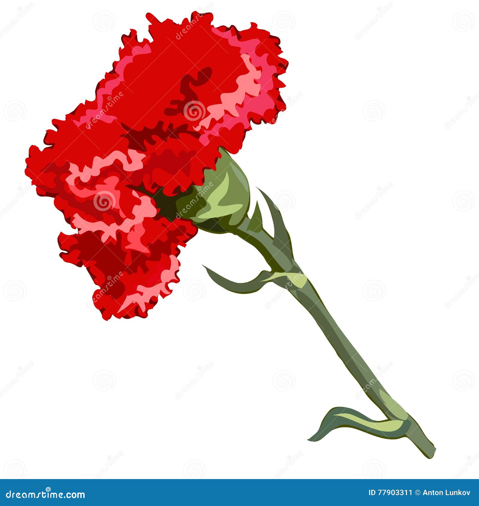 Single Flower Red Carnation Stock Vector - Illustration of floral ...