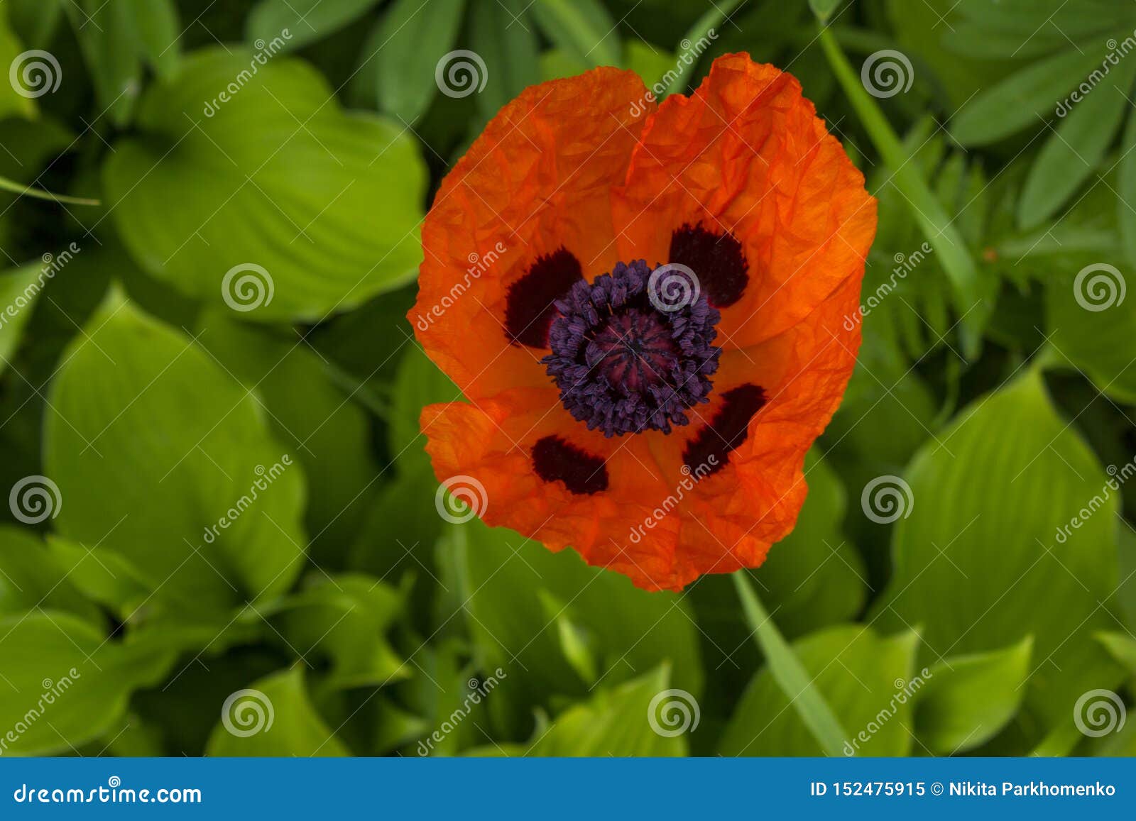 Single Flower Red Poppy Top View Stock Image - Image of flower ...
