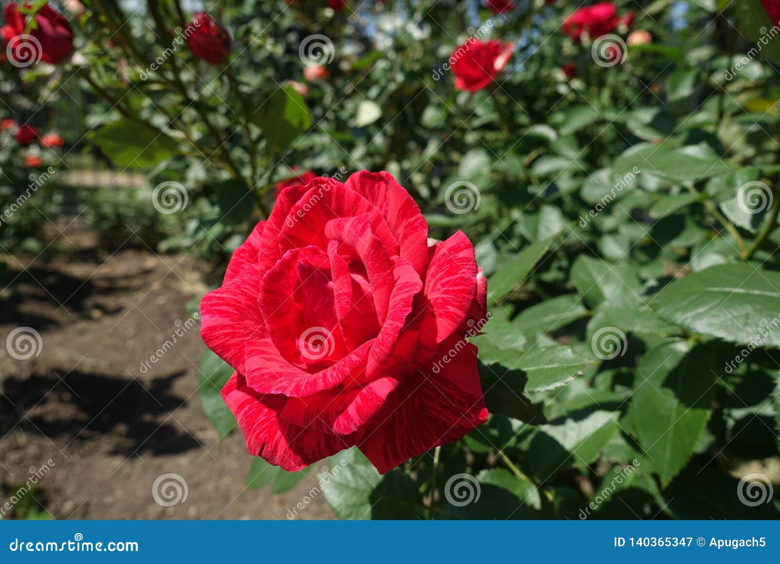 Single Flower of Red Striped Rose Stock Image - Image of garden, bloom ...
