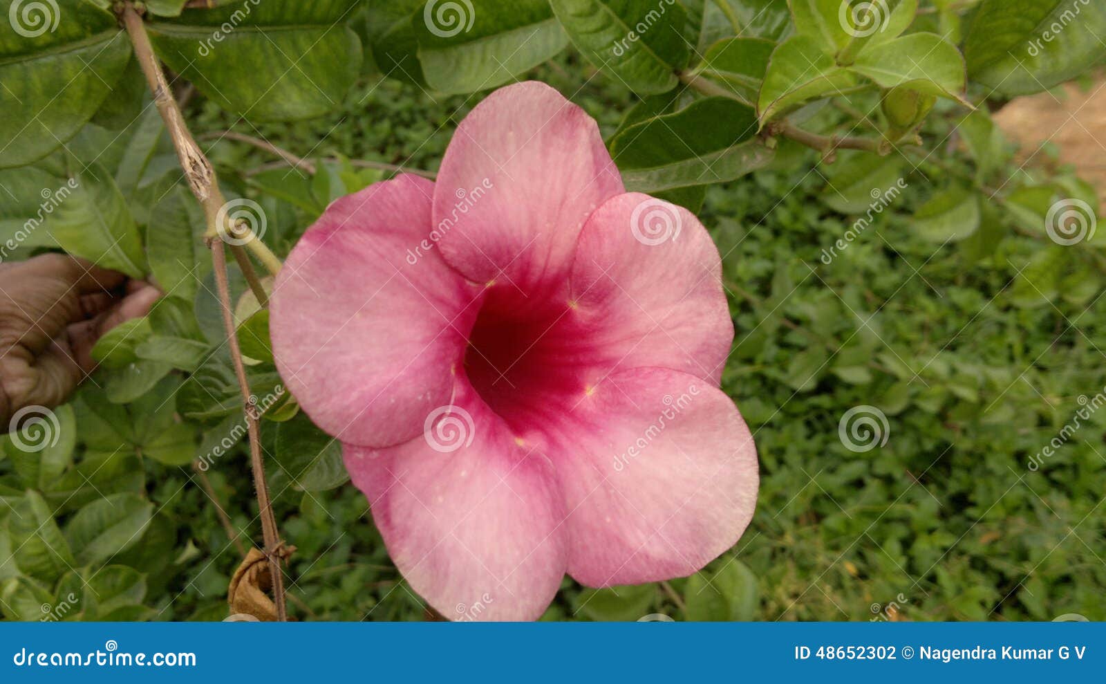 Only Single Flower with Rose Color Stock Photo - Image of ...