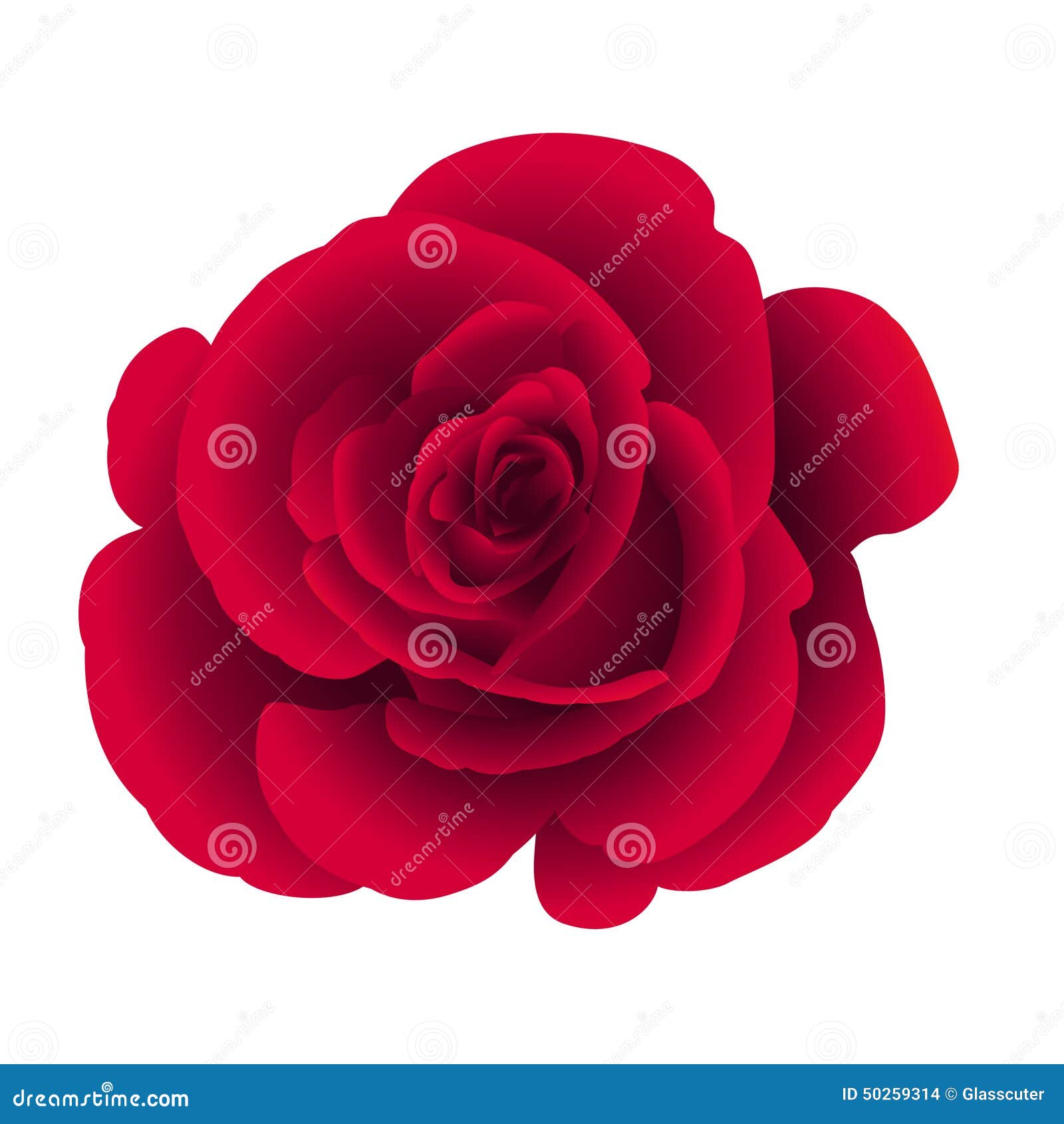 Single flower rose. stock vector. Illustration of gift - 50259314