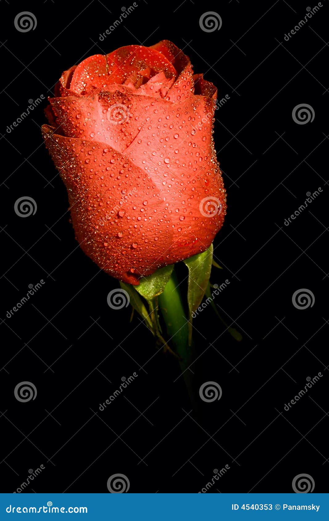 365,403 Flower Single Background Stock Photos - Free & Royalty-Free ...