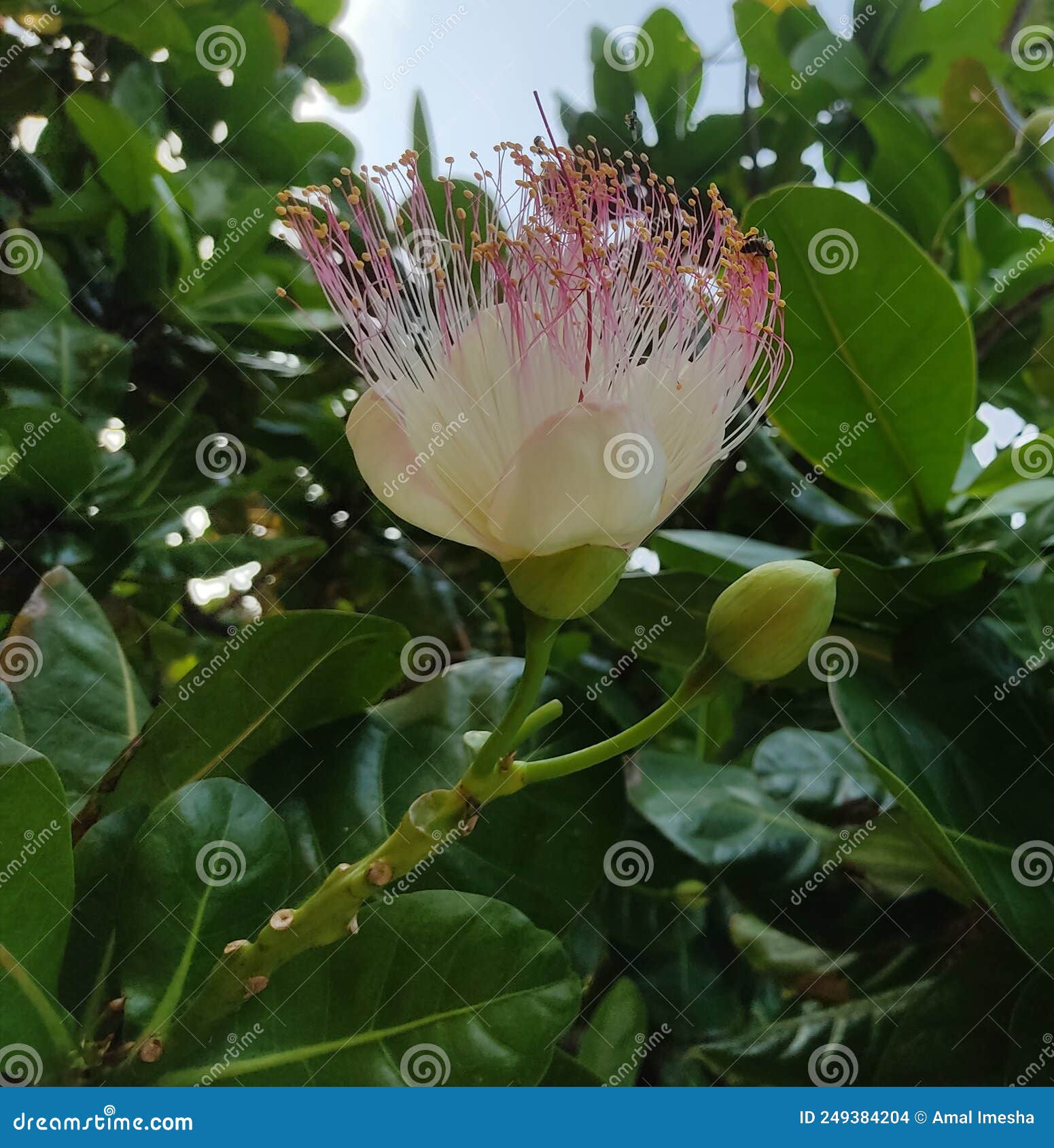 Single Flower stock photo. Image of nature, petal, tree - 249384204