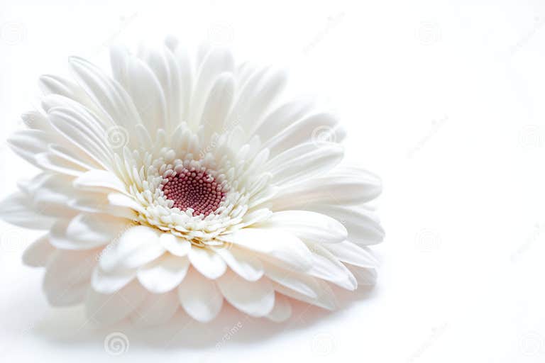 A Single Flower on a White Background Stock Photo - Image of plant ...