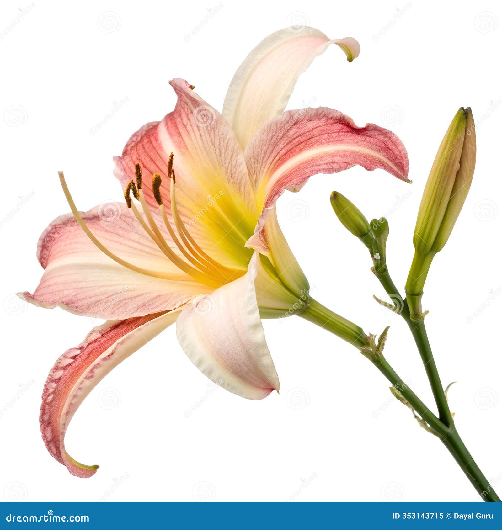 Single Flower on White Background Stock Illustration - Illustration of ...