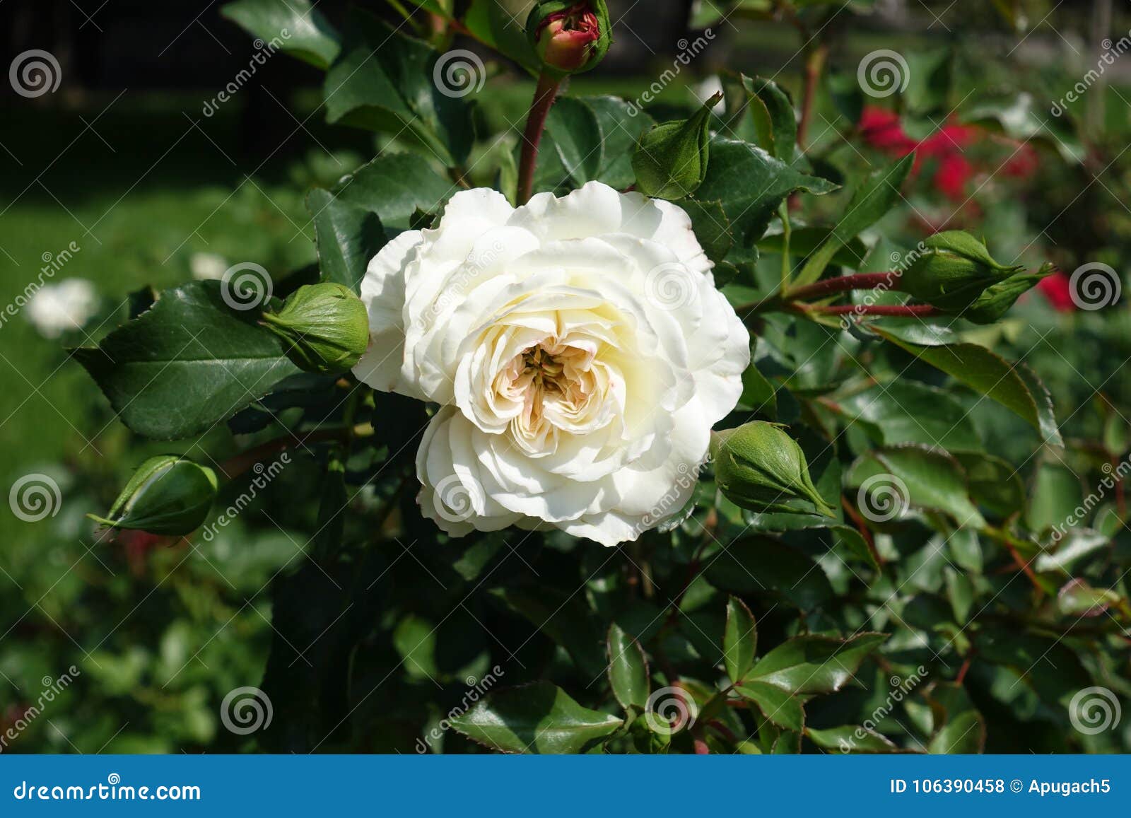 Single Flower of White Rose Stock Photo - Image of botany, ornamental ...