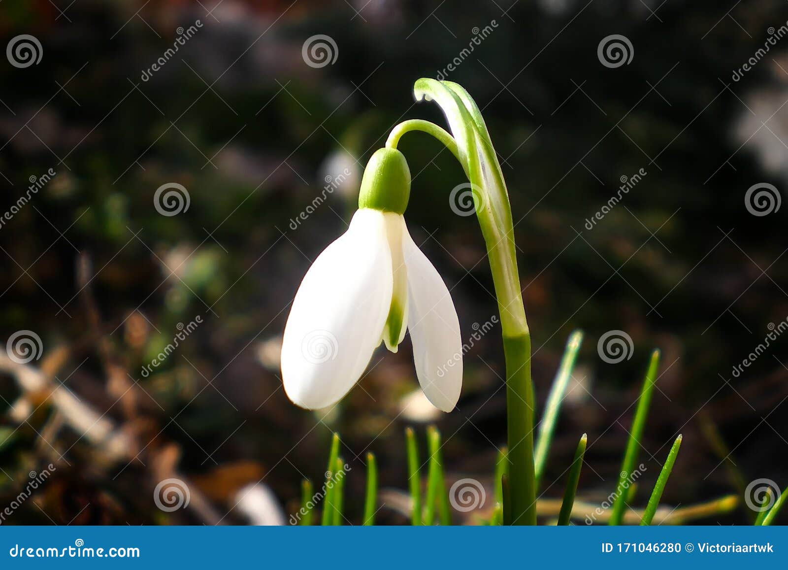 Single Flower of a White Snowdrop Stock Photo - Image of flower ...