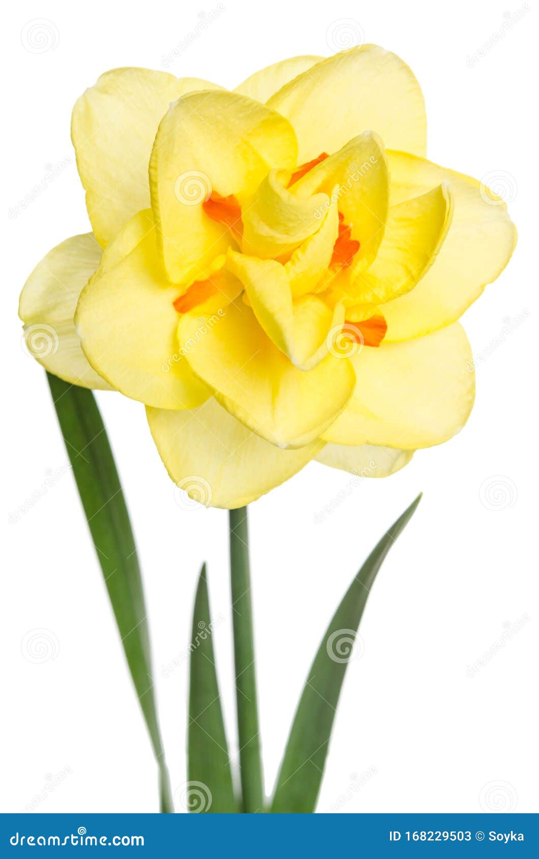 Single Yellow Flower White Background
