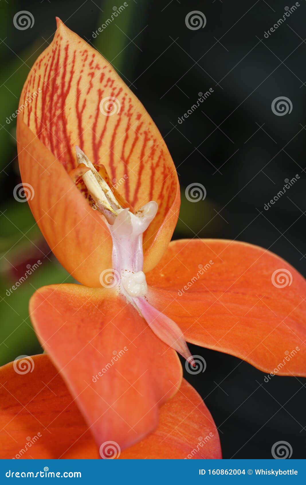 Single Flowered Disa stock photo. Image of flowered - 160862004