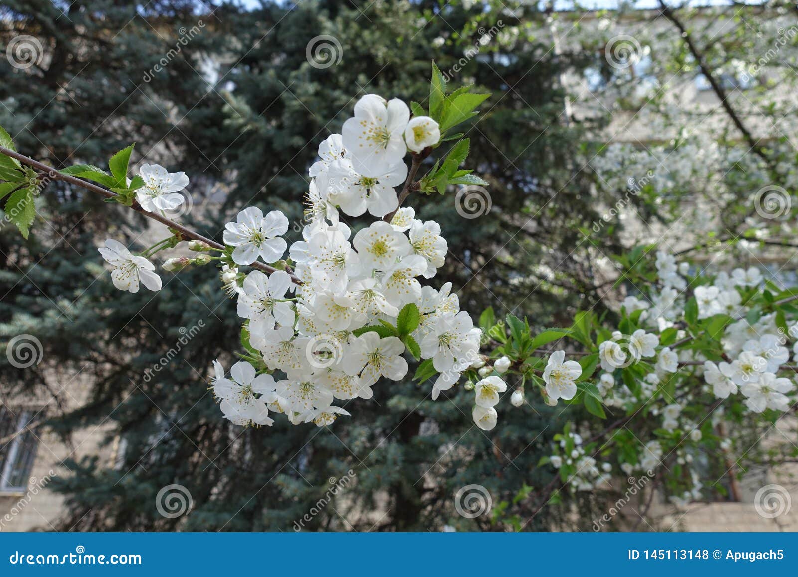 Single Flowered Form of Cherry in Spring Stock Photo - Image of ...