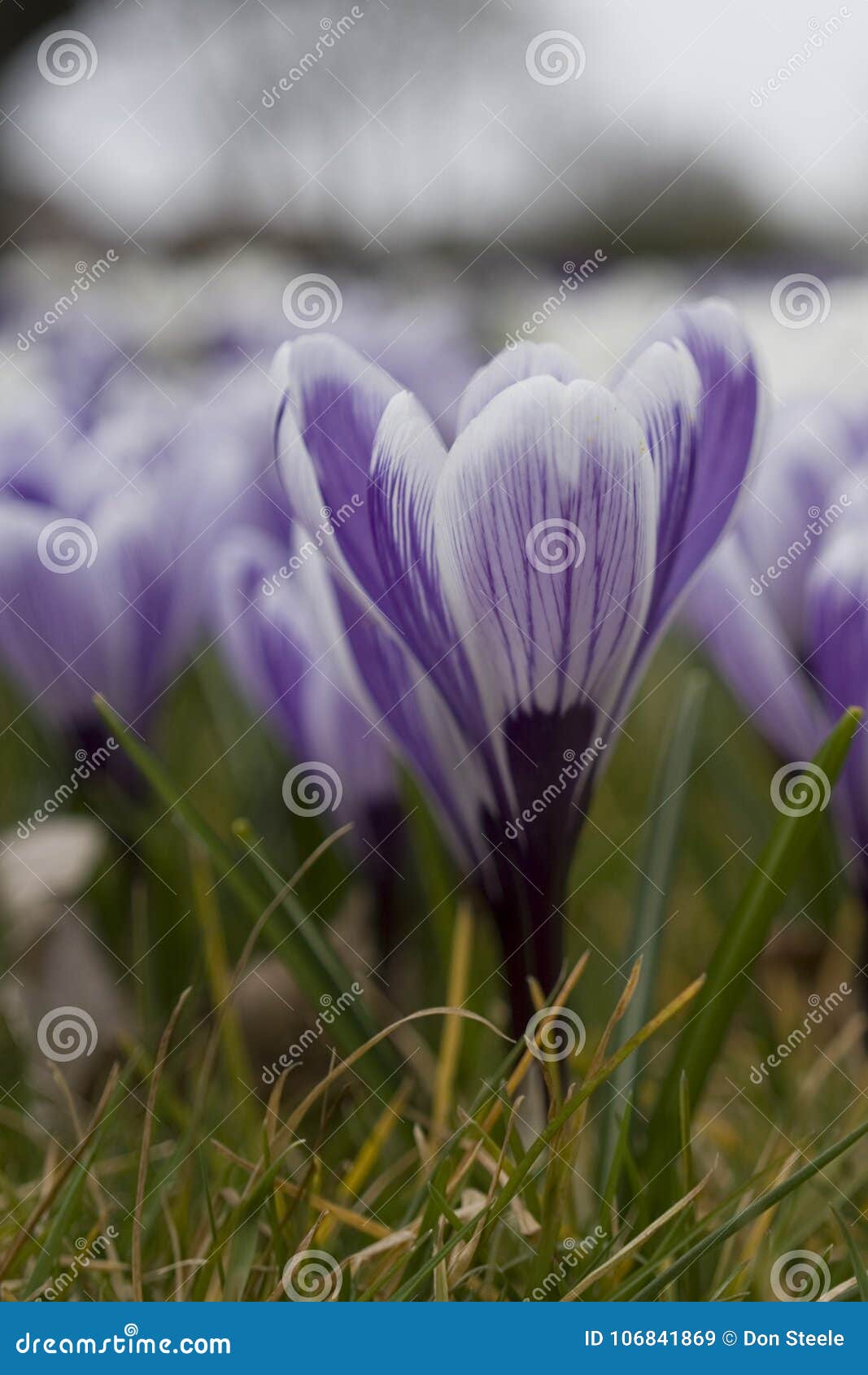 Crocus in grass stock image. Image of growth, fresh - 106841869