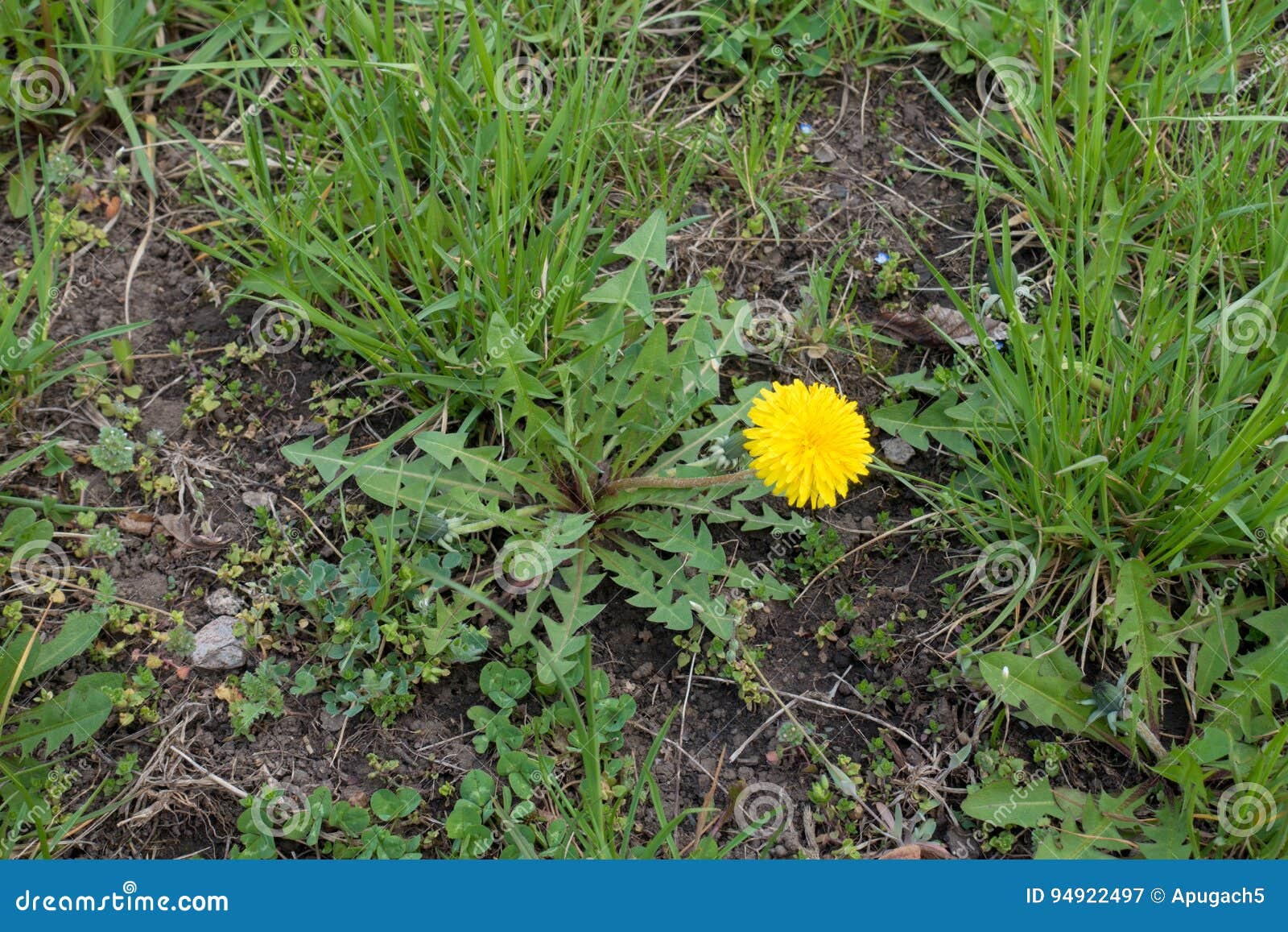 Single Flowering Dandelion in Waste Plot of Land Stock Image - Image of ...