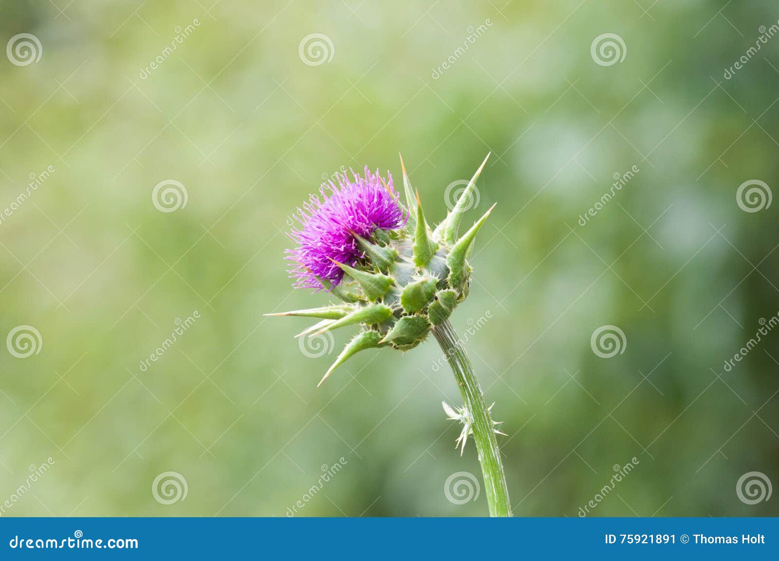 Single flowering thistle stock image. Image of thistle - 75921891