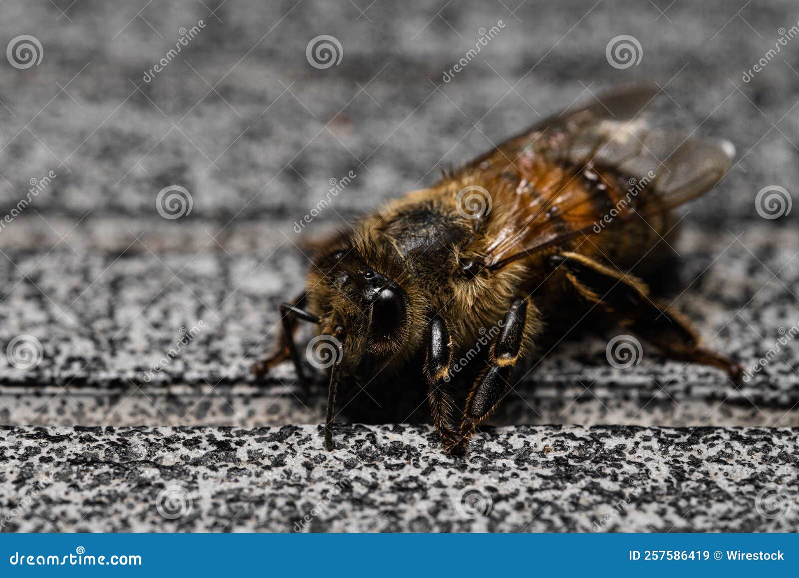 Single Fluffy Bee on the Stone Textured Surface, Macro View Stock Image ...