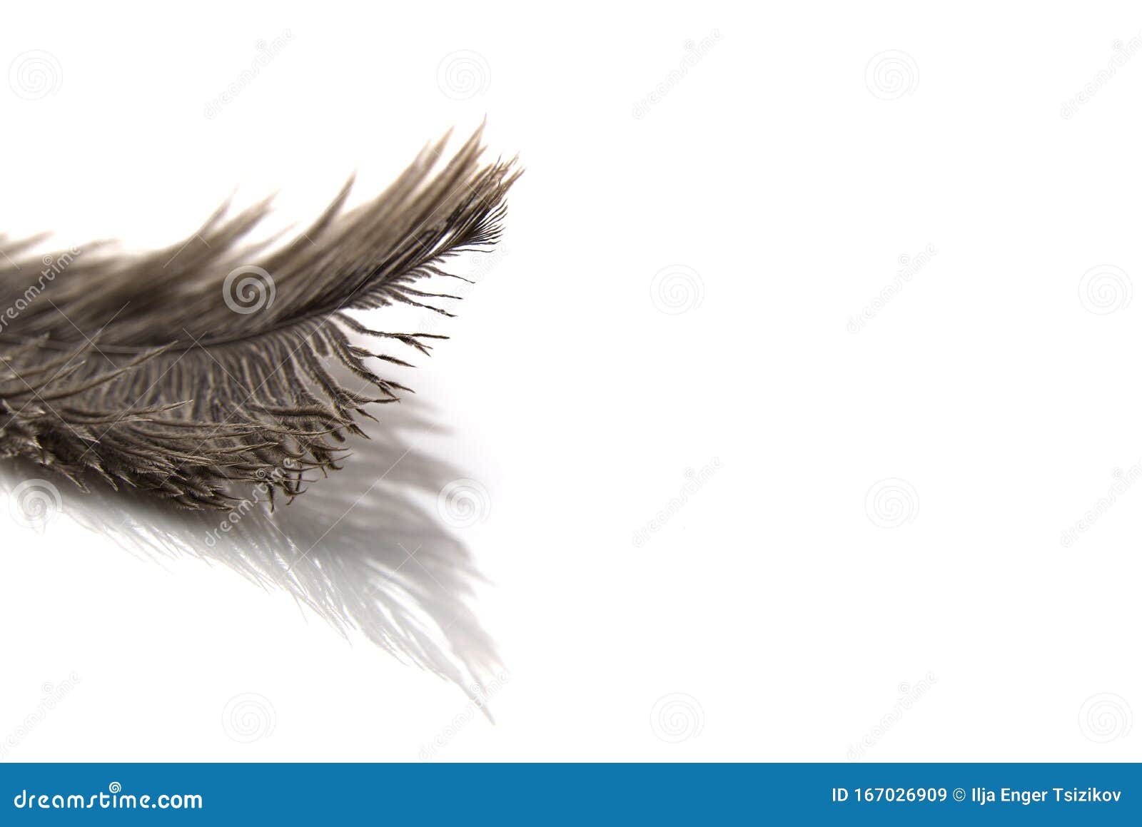 Single Fluffy Feather Isolated on White with Copy Space Stock Image ...