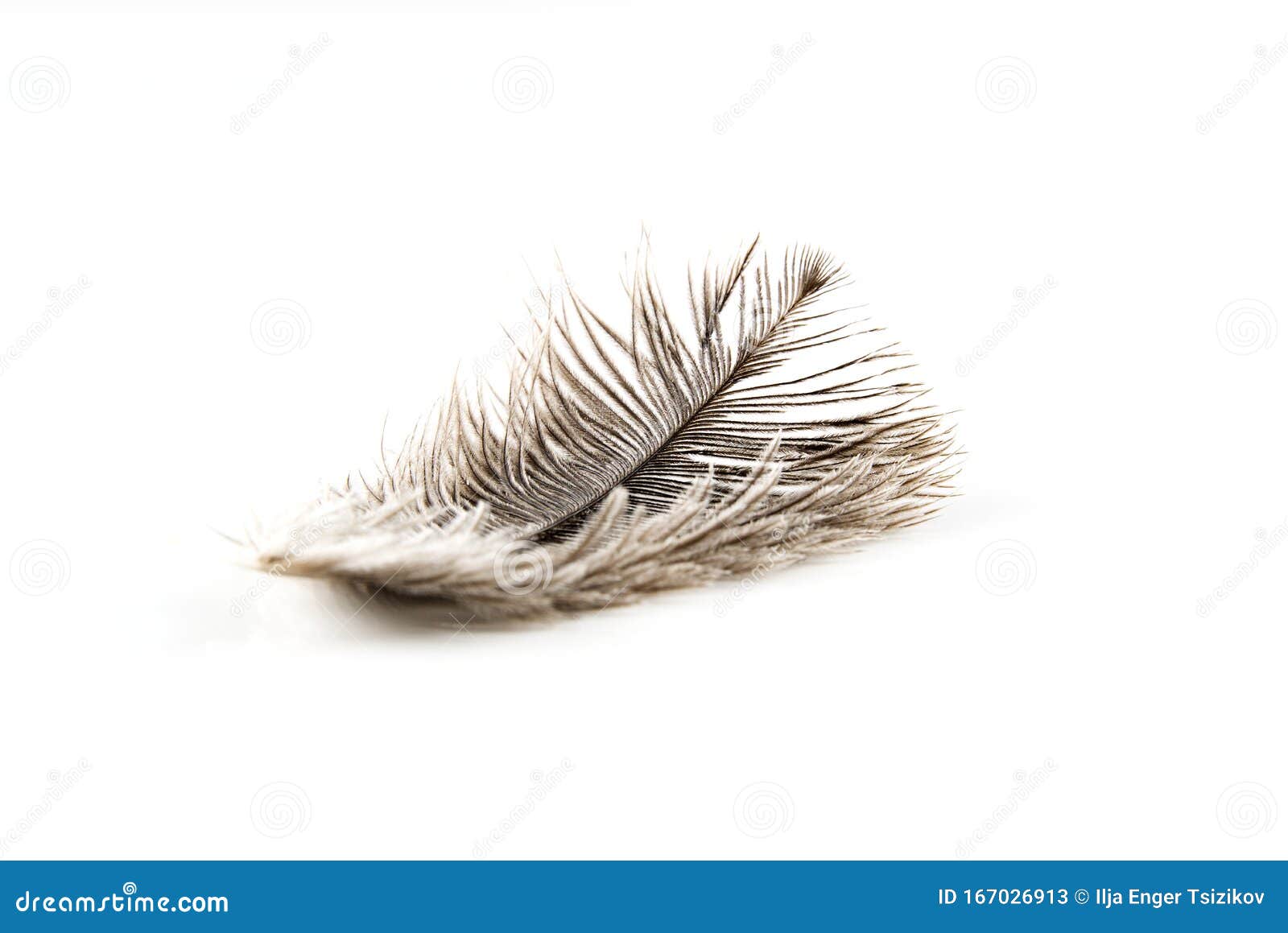 Single Fluffy Feather Isolated on White with Copy Space Stock Image ...