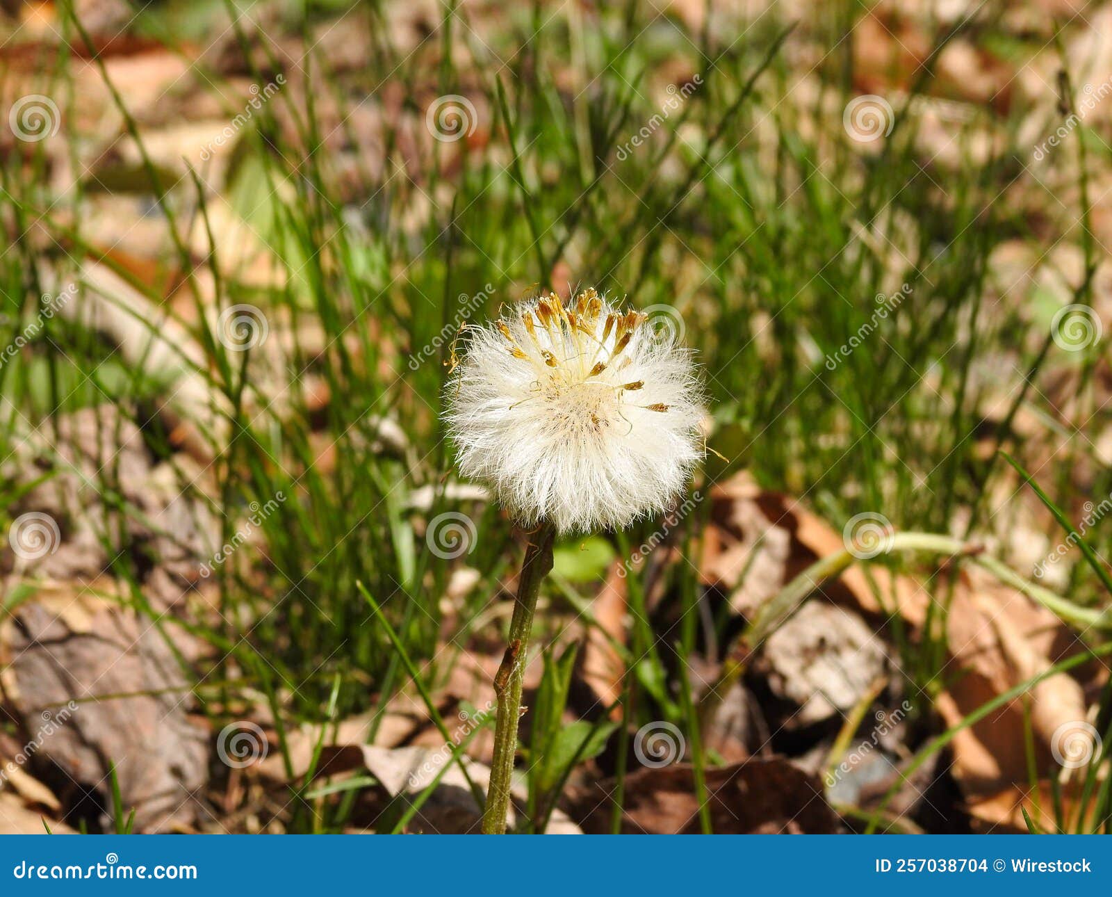 Single Fluffy White Dandelion Flower in the Forest Stock Photo - Image ...
