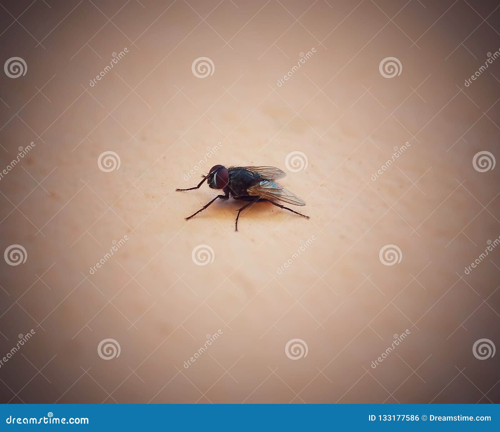 Single Fly stock photo. Image of small, single, macro - 133177586