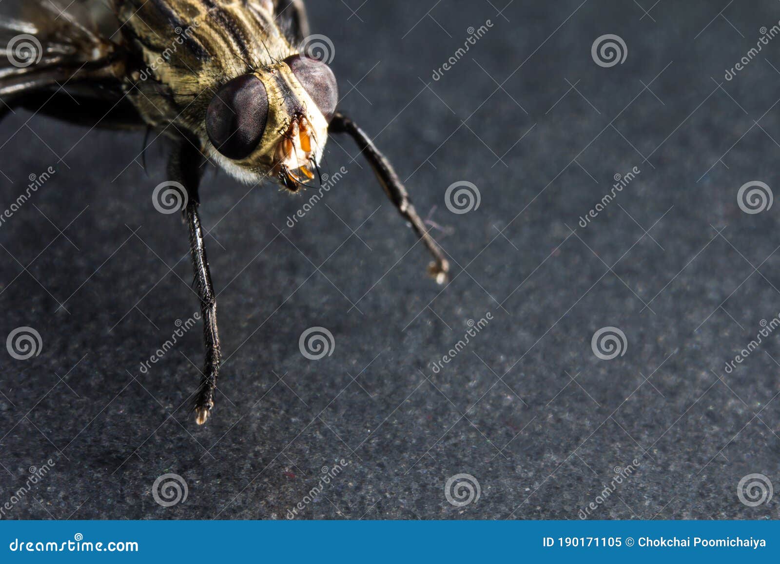 Single Fly on Black Background. Stock Image - Image of hygiene, macro ...