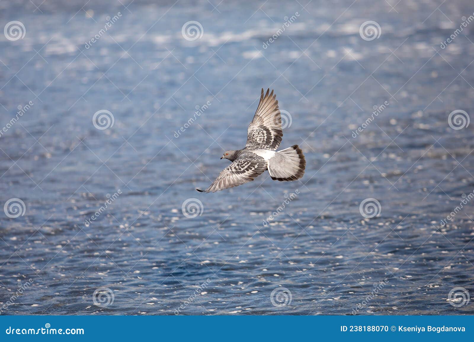 Single Flying Rock Pigeon in Flight Stock Photo - Image of bird, beak ...