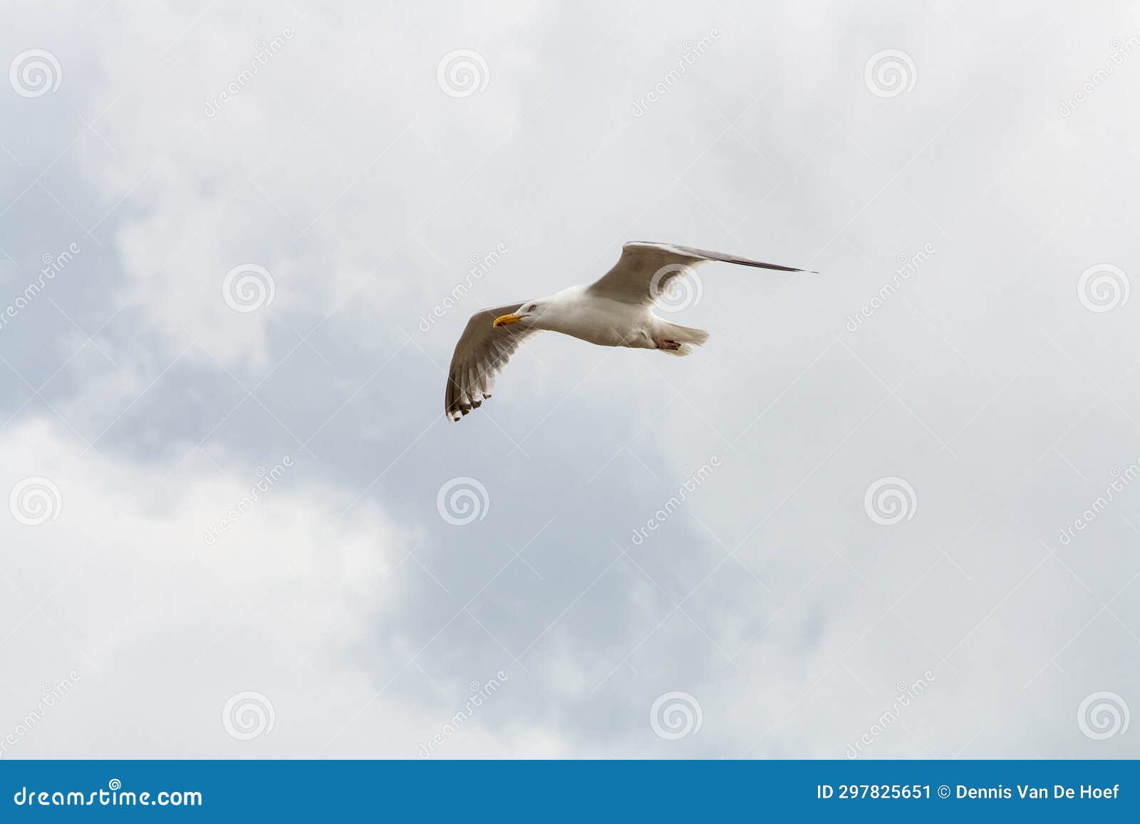 A Single Flying Seagull Looking Down Stock Image - Image of freedom ...