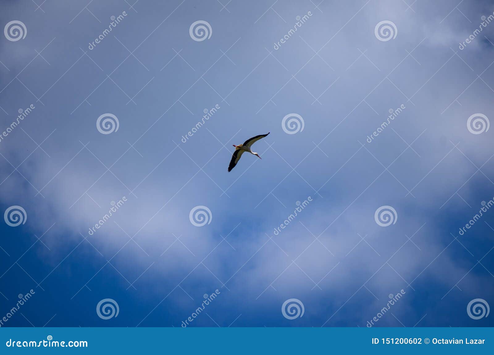 Single Flying Stork Spread Wings Blue Sky with White Clouds Stock Photo ...