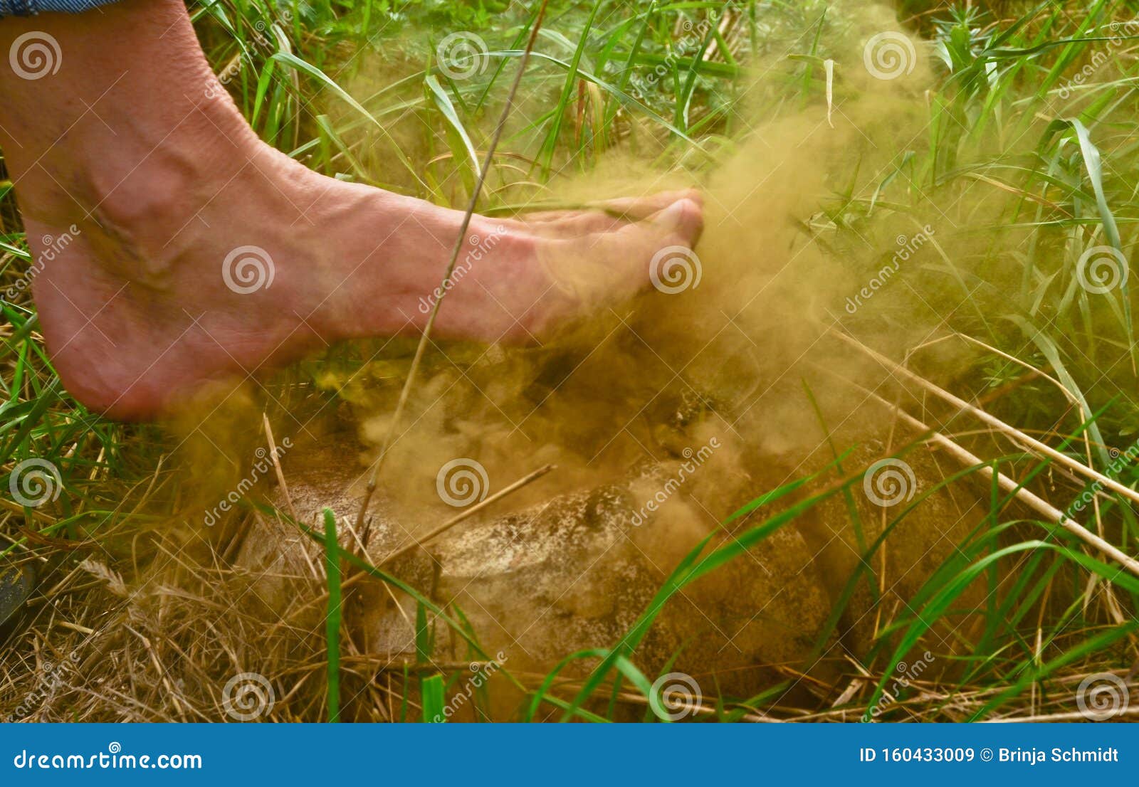 A Single Foot Steps Barefoot on a Giant Puffball, Mushroom, a Cloud of ...