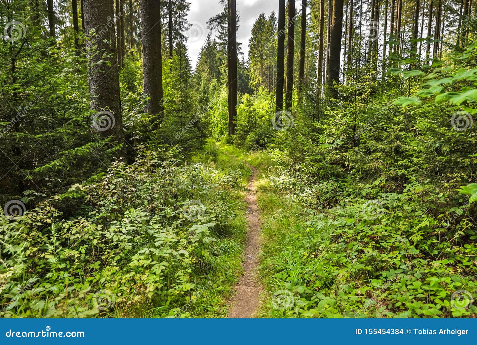 Single forest path stock photo. Image of leaves, path - 155454384