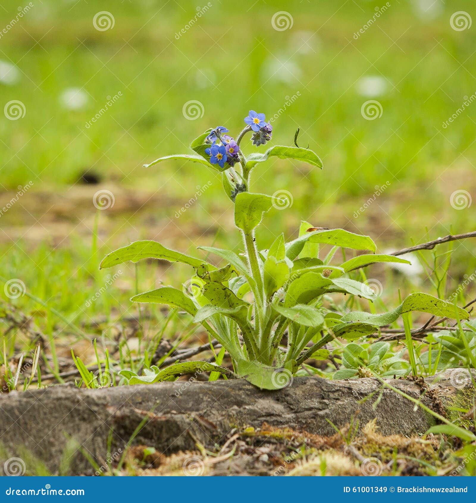 Single Forget Me Not Flower Stock Image - Image of botanical, flora ...