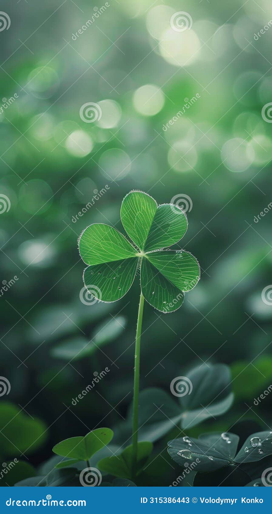 Single Four-Leaf Clover in Lush Greenery Stock Image - Image of clover ...