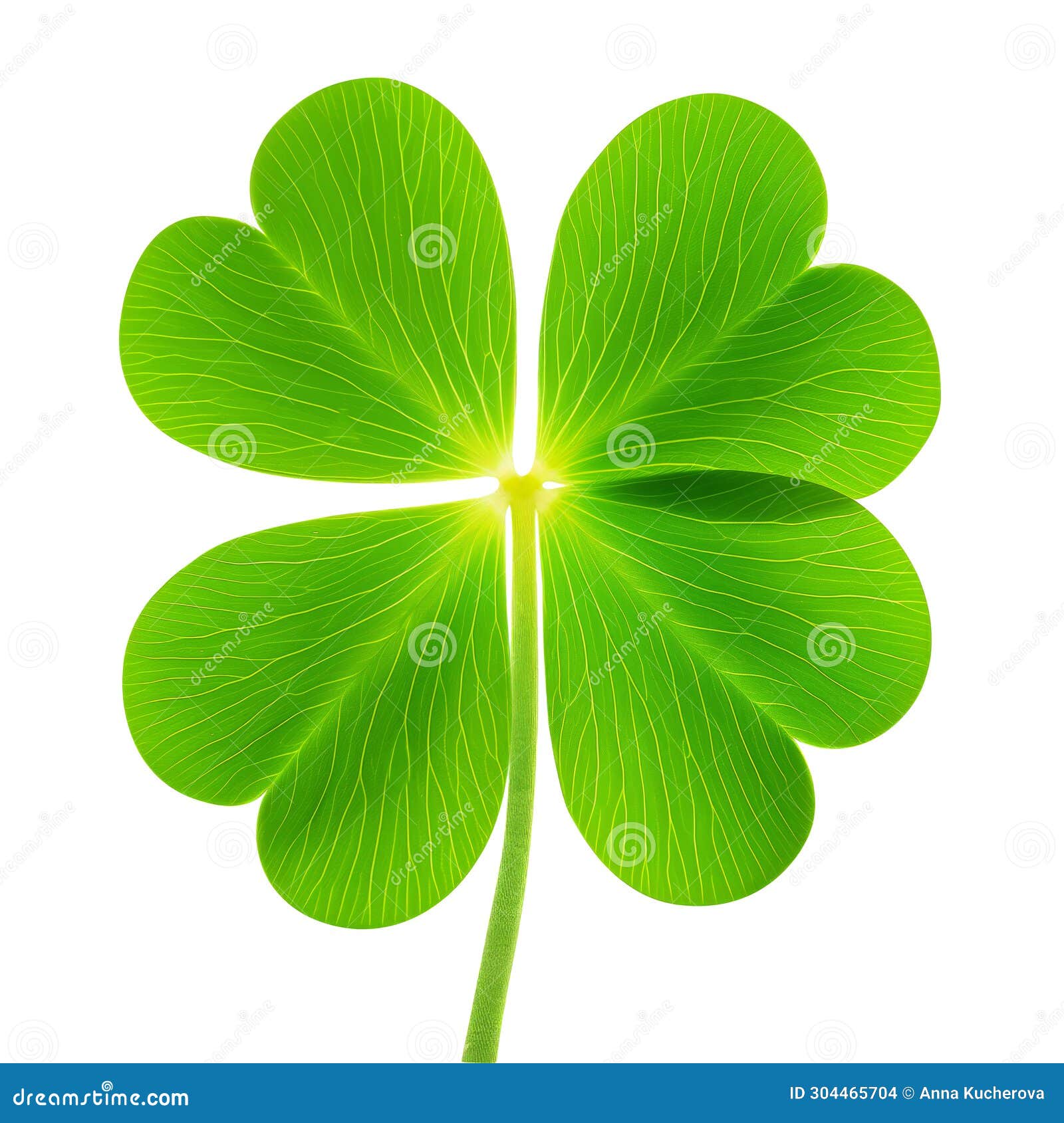 Single Four-leaf Clover with Vibrant Green Leaves Isolated on White ...