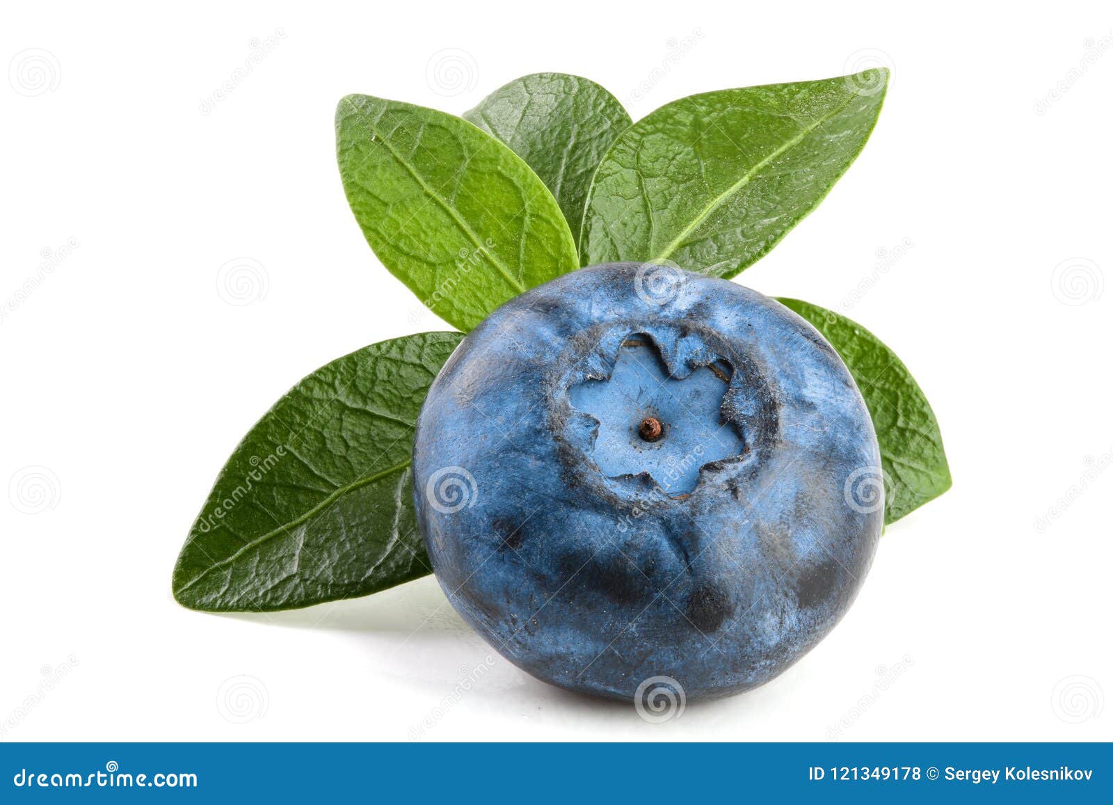 Single Fresh Blueberry with Leaf Isolated on White Background Stock ...