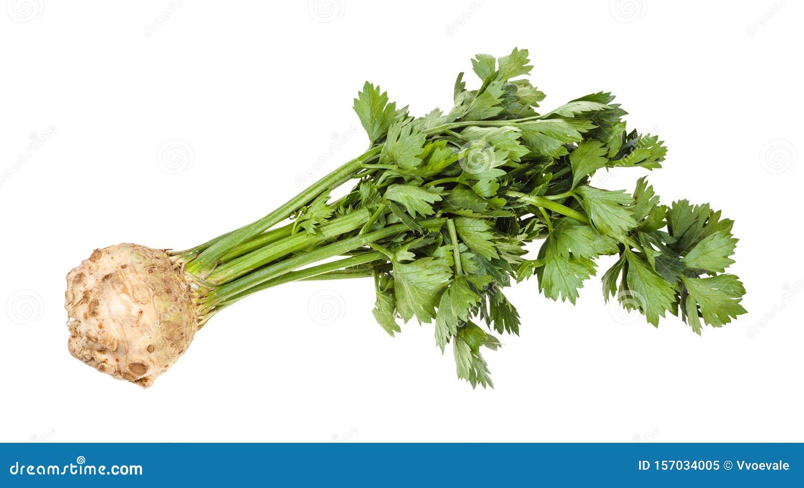 Single Fresh Celeriac (celery Root) with Greens Stock Image - Image of ...